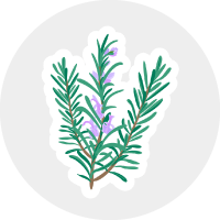 Extrait de feuille de Romarin | Ingrédient INCI – Monsieur BARBIER